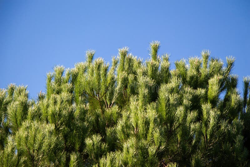 Top View Tree Leaves with Branches Growing in Botanical Park Stock ...