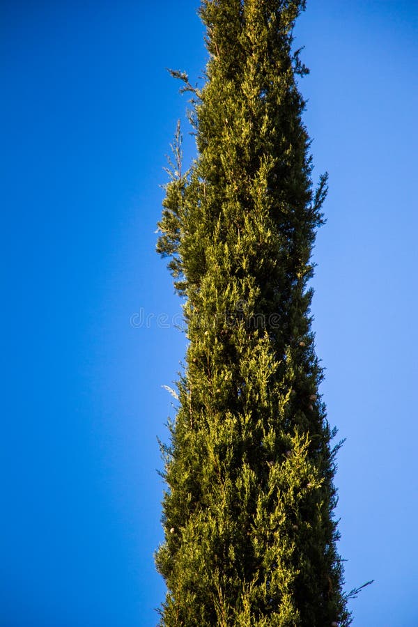 Top View Tree Leaves with Branches Growing in Botanical Park Stock ...
