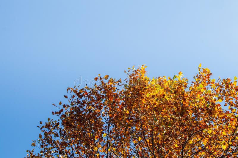 Top View Tree Leaves with Branches Growing in Botanical Park Stock ...