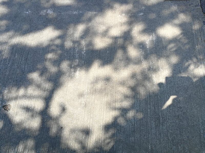 Top View of Tree Shadow on Grunge Concrete Background Stock Photo ...