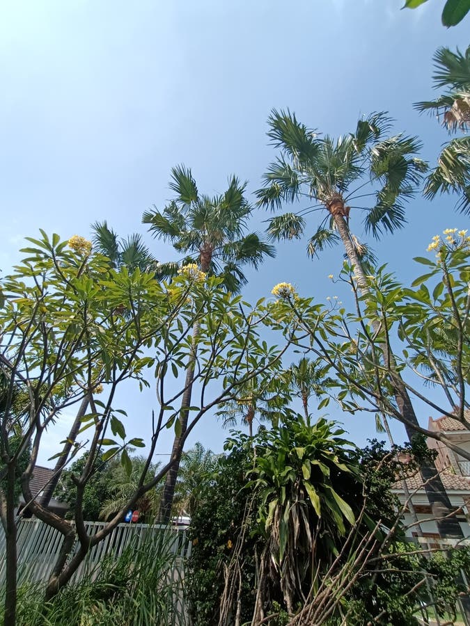 Top View of Tree, Some Flower and Bright Sky Blue Stock Image - Image ...