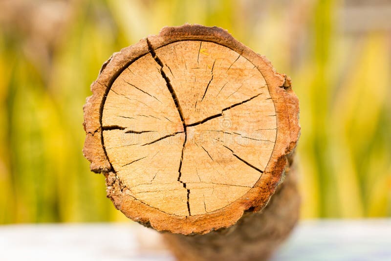 Top view of a tree stump stock photo. Image of bark, texture - 46814444