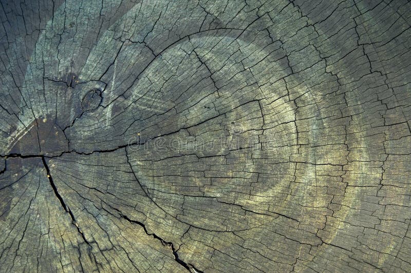 Top View of a Tree Stump stock photo. Image of view, wood - 841002