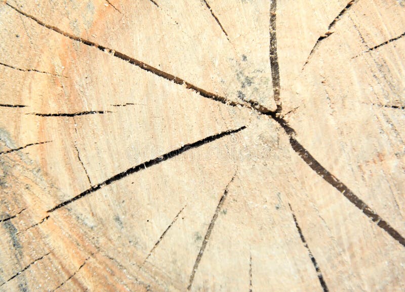 Top View of a Tree Stump on Background Radial Cracks Stock Photo ...