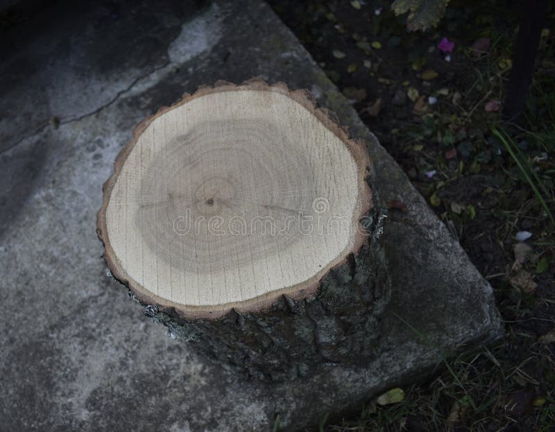 Tree Stump on a Cement Base in the Garden Stock Photo - Image of ...