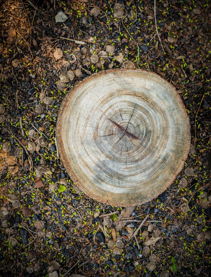 Top view of tree stump stock photo. Image of empty, background - 52828468