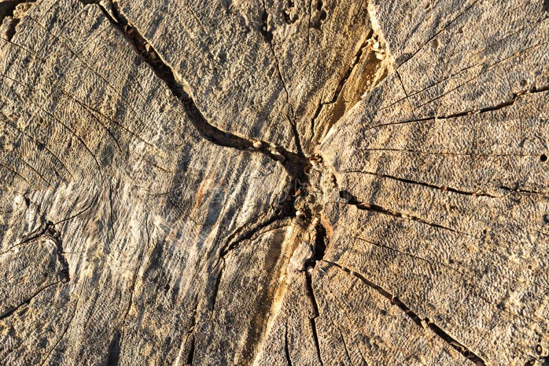 Top view of tree stump stock photo. Image of natural - 83088916