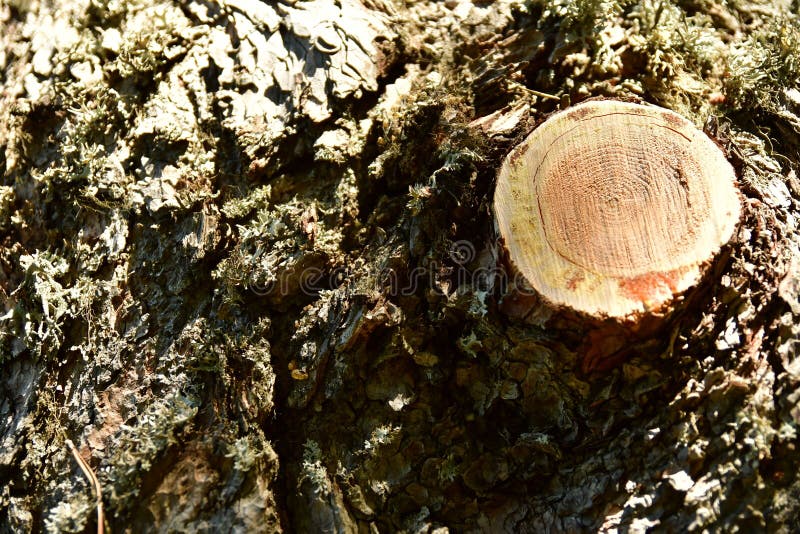 Top View of Tree Stump on Muddy Ground Stock Image - Image of forest ...