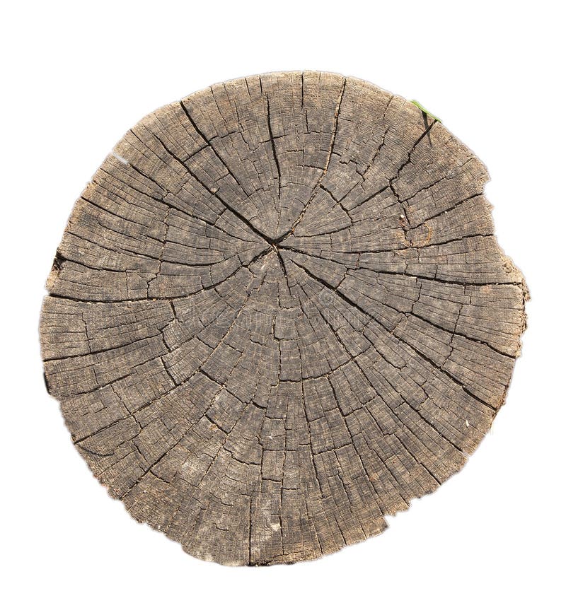 Top View of Tree Stump Texture for Background Stock Photo - Image of ...