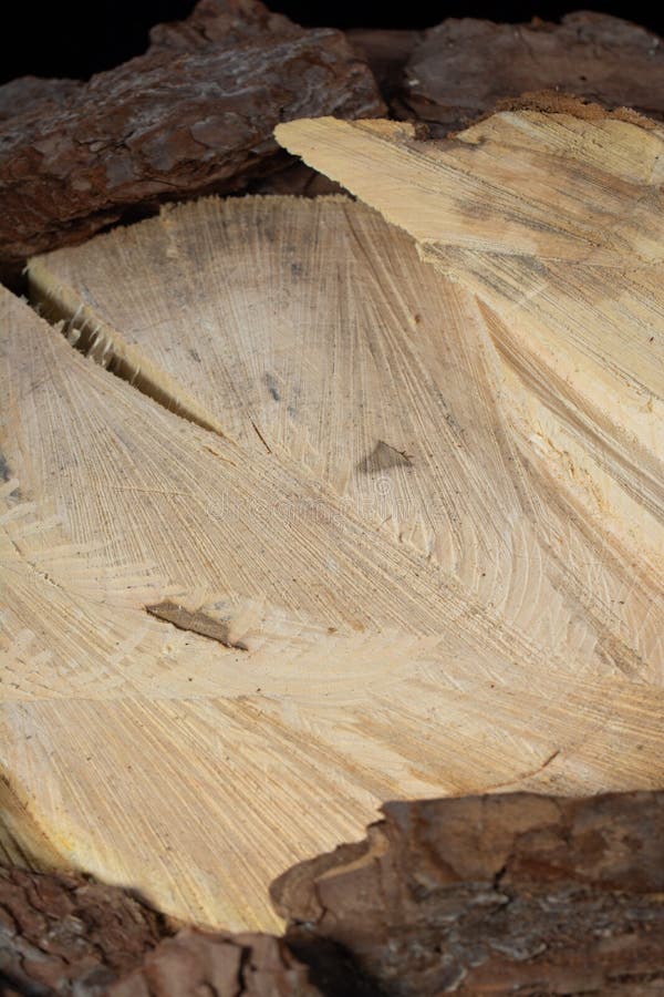 Top View of Tree Stump, Tree Structure, Tree in Cut Stock Photo - Image ...