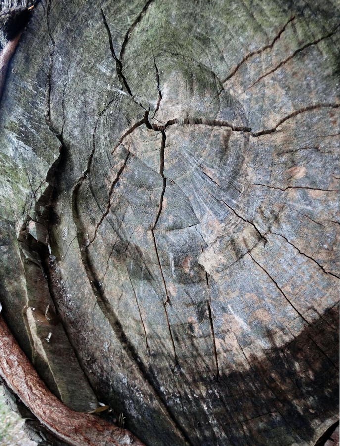 3,796 Top View Tree Stump Photos - Free & Royalty-Free Stock Photos ...