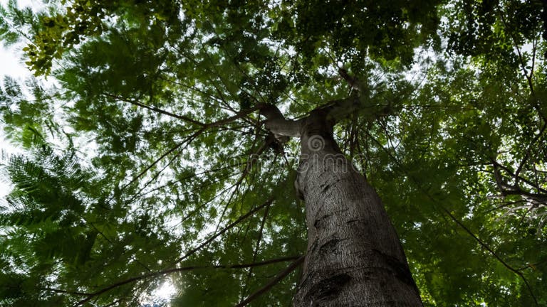 Deciduous Tree Plan View Stock Photos - Free & Royalty-Free Stock ...