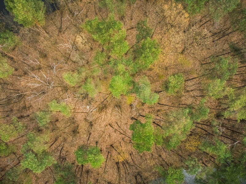 A Top View of the Tree Tops in a Sparse Forest Stock Image - Image of ...