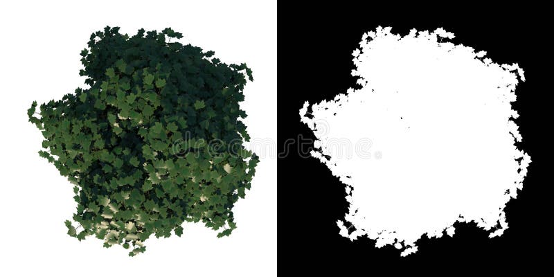 Top View Tree Young White Maple 1 White Background Alpha Png 3D ...