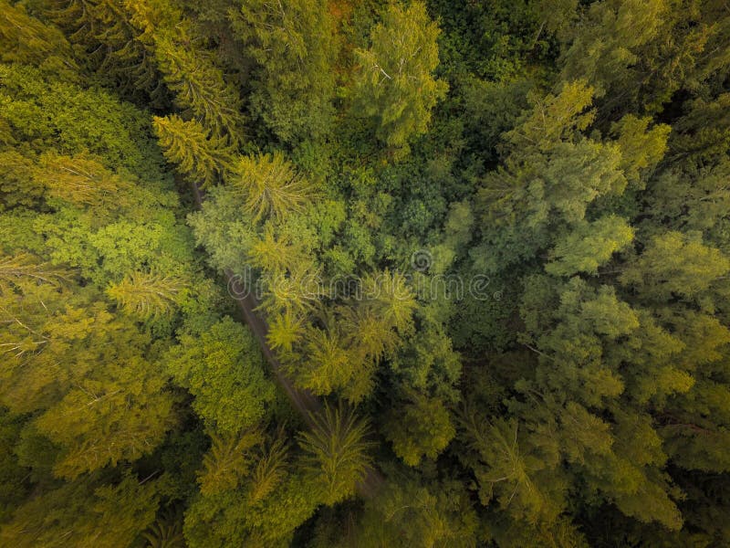 Top View of Trees in a Forest Stock Image - Image of wood, landscape ...