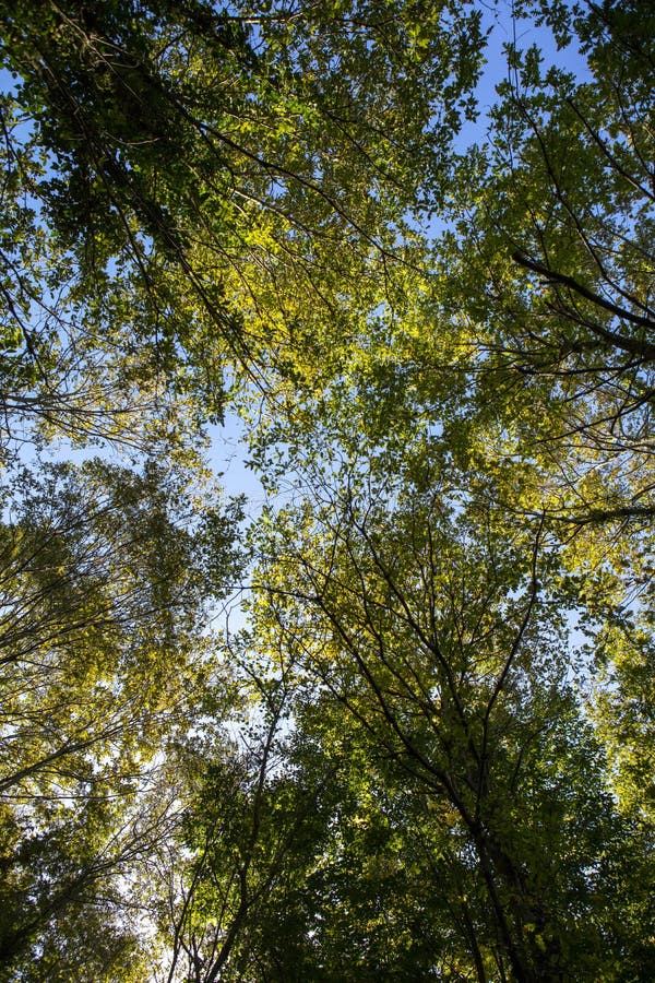 Top view of trees and sky stock photo. Image of grove - 263166324