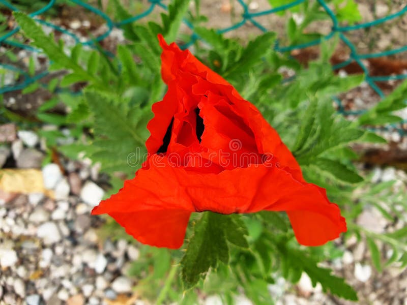 Top View of a Triangular Poppy or Papaver Flower Stock Photo - Image of ...