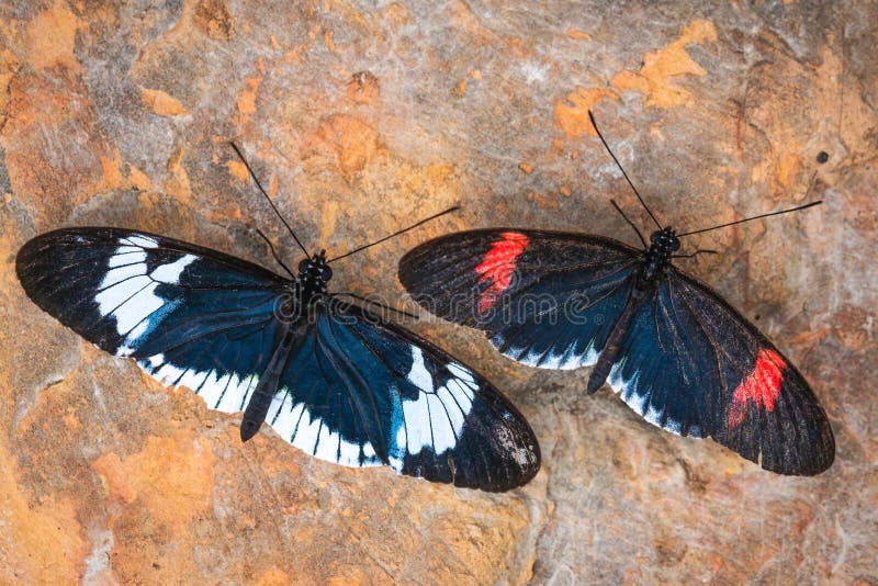 Top View of Tropical Butterflies on a Rock Surface Stock Image - Image ...