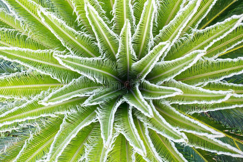 Top View of a Tropical Fern Stock Image - Image of nature, grow: 36074583