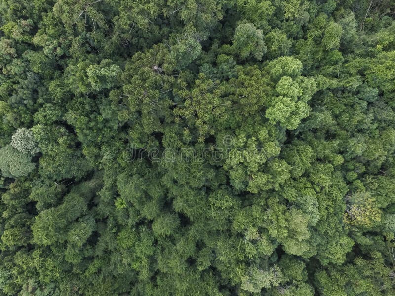 Top View of Tropical Forest with Green Trees in Southern Brazil Stock ...