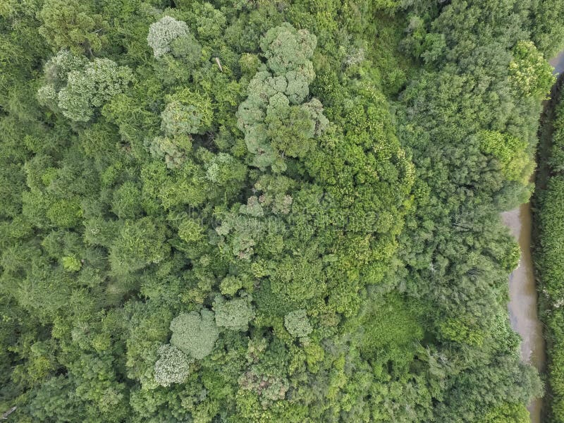 Top View of Tropical Forest with Green Trees and Stream in Southern ...