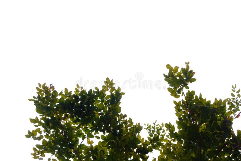 Top View Tropical Tree Leaves with Branches on White Sky Background ...