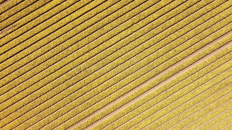 Top View of a Tulip Fields- Perfect for Backgrounds Stock Image - Image ...