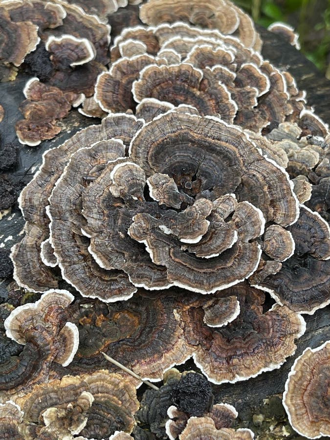 Top View of a Turkey Tail Mushroom Texture Stock Image - Image of ...