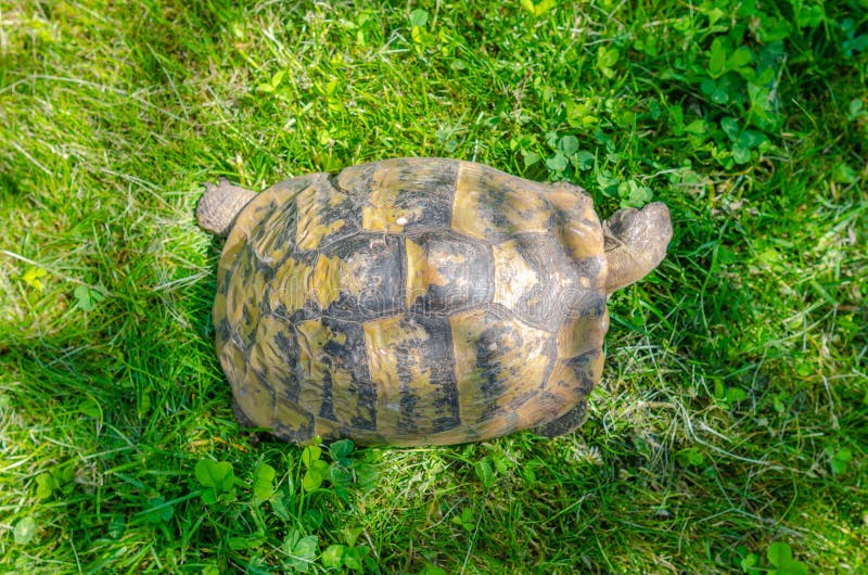 Top View on Turtle in the Grass. Terrestrial Spotted Brown Turtle among ...