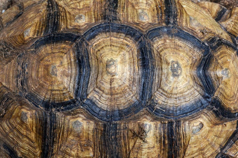 Top View of Turtle Shell of Sulcata Tortoise or African Spurred ...