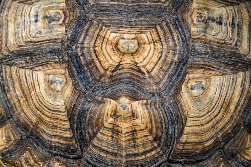 Top View of Turtle Shell of Sulcata Tortoise or African Spurred ...