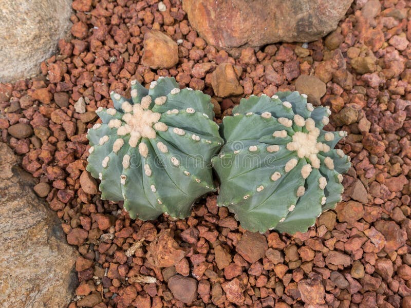 Top view two cactus stock photo. Image of shoot, cactaceae - 66178418