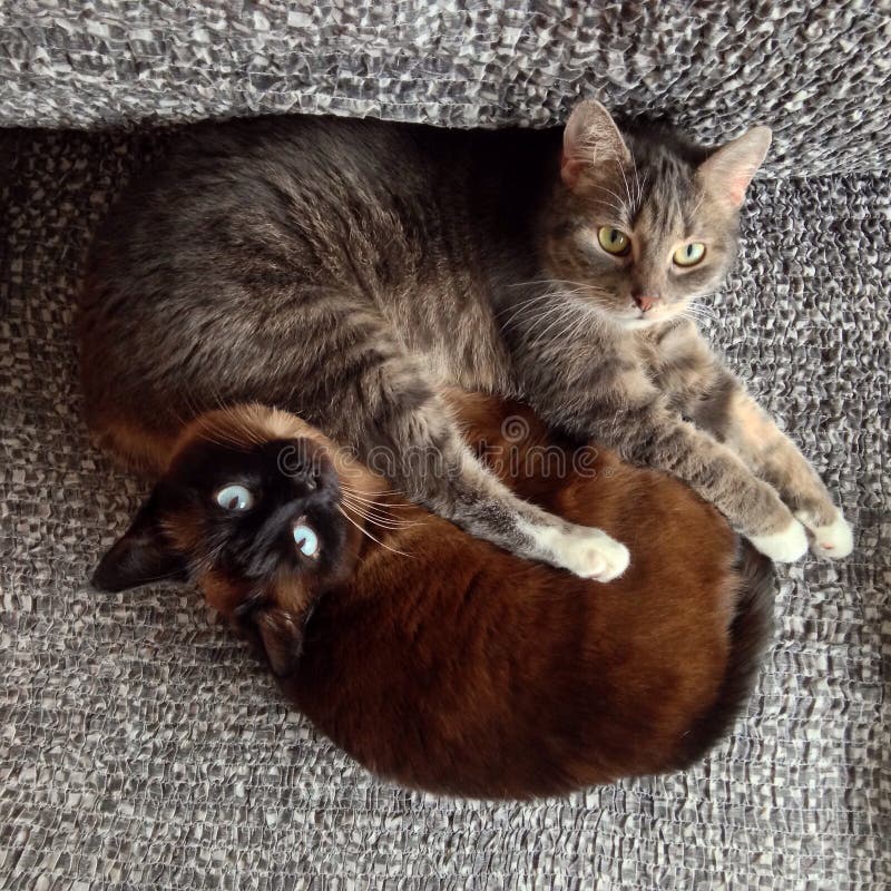 Top View of Two Cats Laying on a Sofa Stock Image - Image of kitten ...