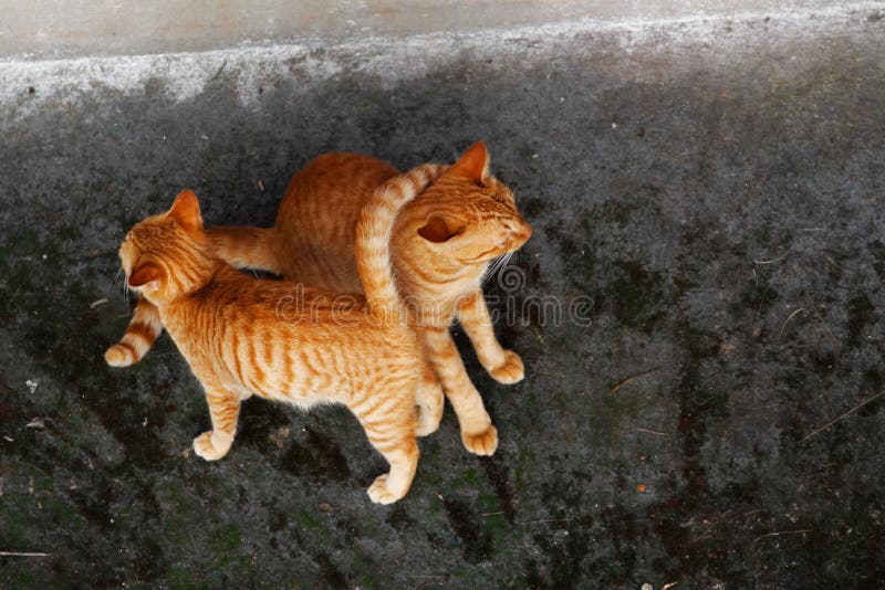 Two cats from above stock image. Image of group, stripe - 118058561