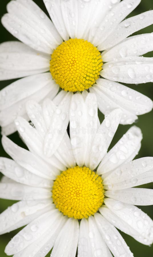 Top View of Two Daisies with Rain Drops Stock Image - Image of blooming ...