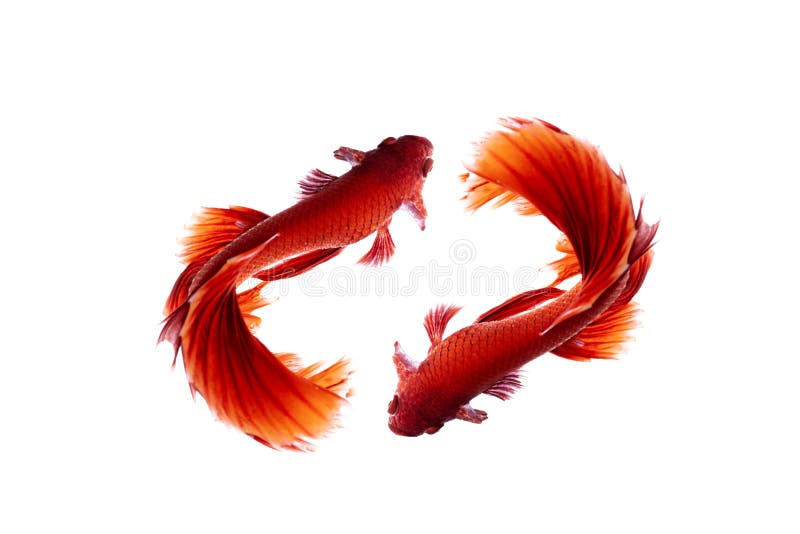 Top View of Two Red Red Siamese Fighting Fish, on White Background ...