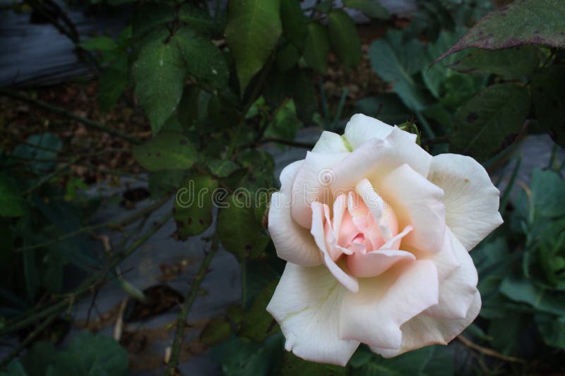 Top View of a Two Tone Rose Blooming with Copyspace Stock Image - Image ...