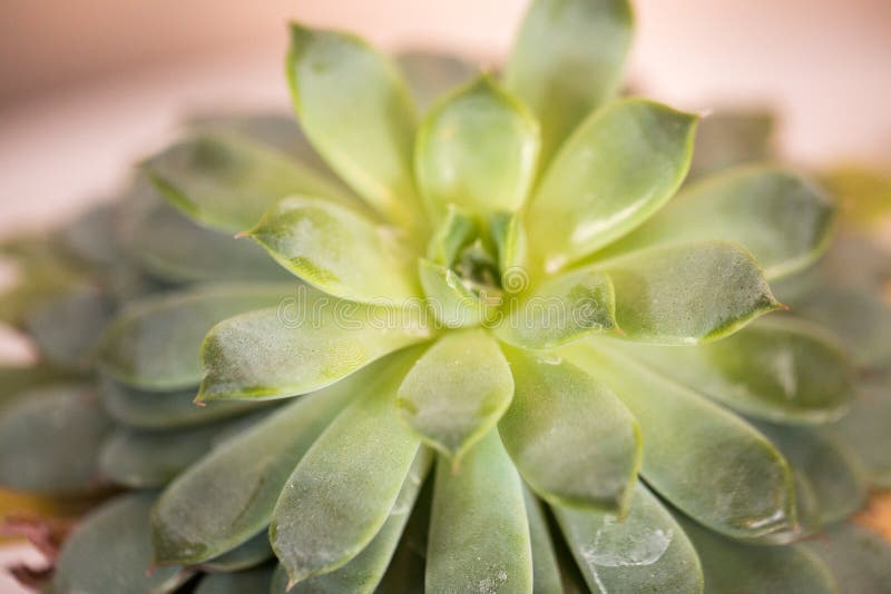 Top View of Types of Mini Green Flowering Stock Photo - Image of detail ...