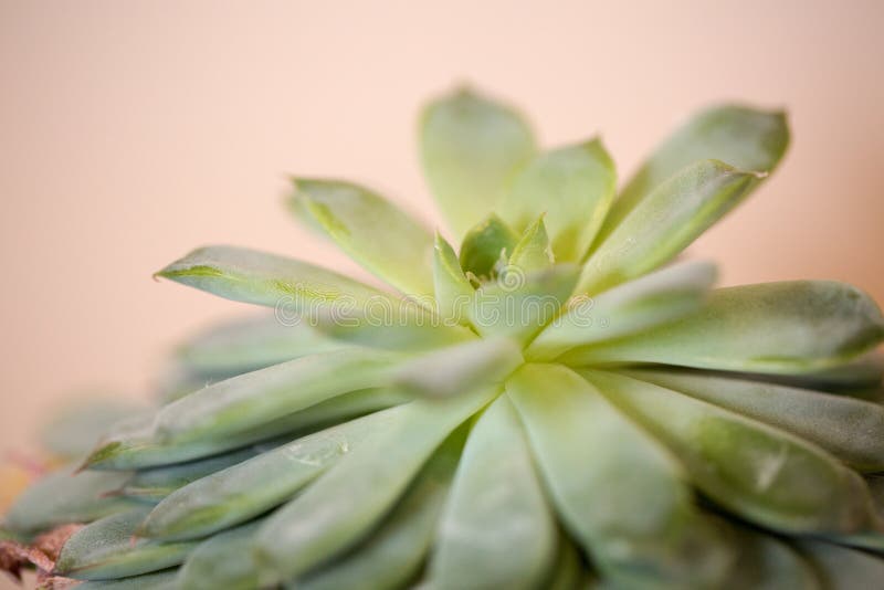 Top View of Types of Mini Green Flowering Stock Image - Image of design ...