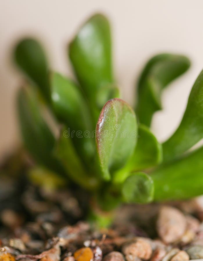 Top View of Types of Mini Green Flowering Stock Image - Image of ...