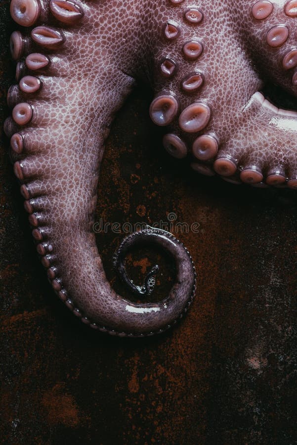 Top View of Raw Octopus Tentacles with Ice Cubes on Rusty Stock Image ...