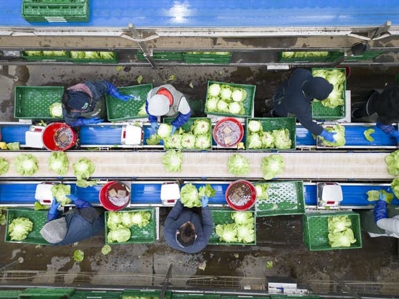 Cat Working Assembly Line Stock Photos - Free & Royalty-Free Stock ...