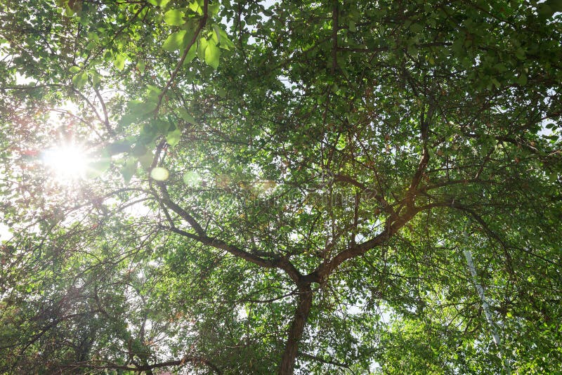 Upper branches of tree stock photo. Image of natural - 197317914