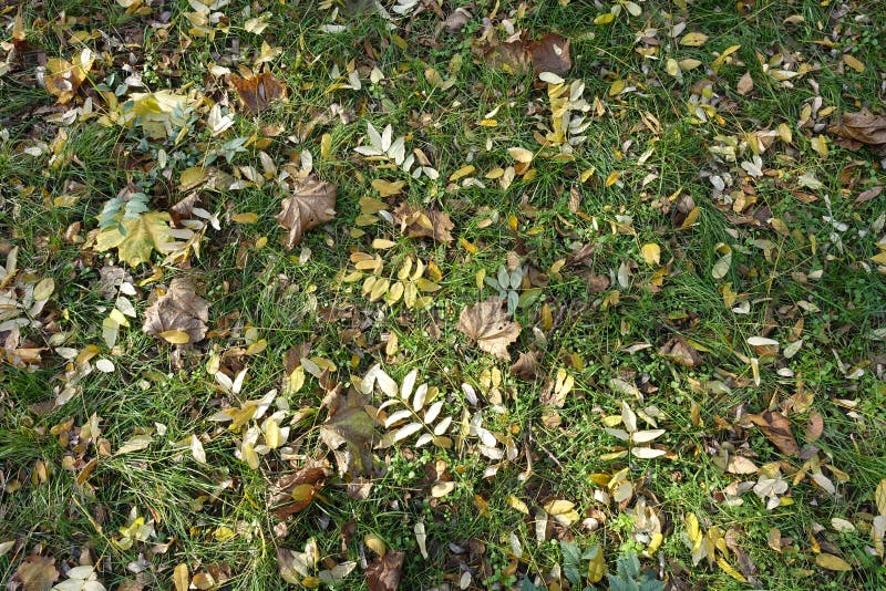 Top View of Various Fallen Leaves in the Grass Stock Photo - Image of ...