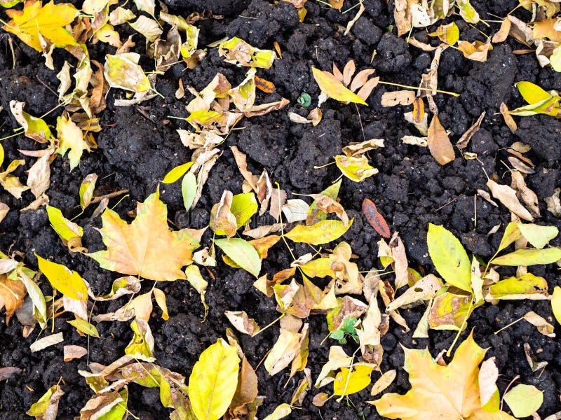 Top View of Various Fallen Leaves on Plowed Land Stock Photo - Image of ...