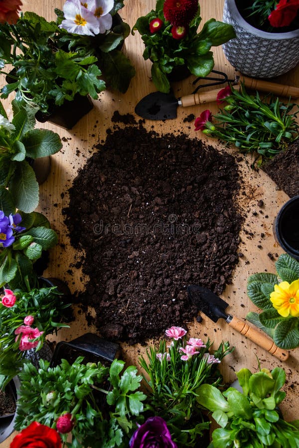 Top View of Various Flowers in Pots Stand Around the Soil Stock Image ...