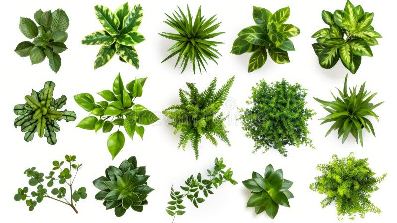 Top View of Various Green Plants, Generative AI Stock Photo - Image of ...