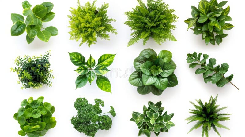 Top View of Various Green Plants - Generative AI Stock Image - Image of ...