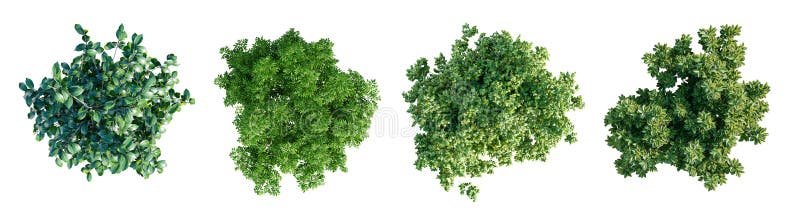 Top View of Various Types of Bushes Isolated on White Background. 3D ...