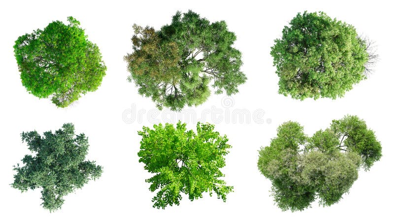 Top View Oak Tree Isolated White Stock Illustrations – 314 Top View Oak ...